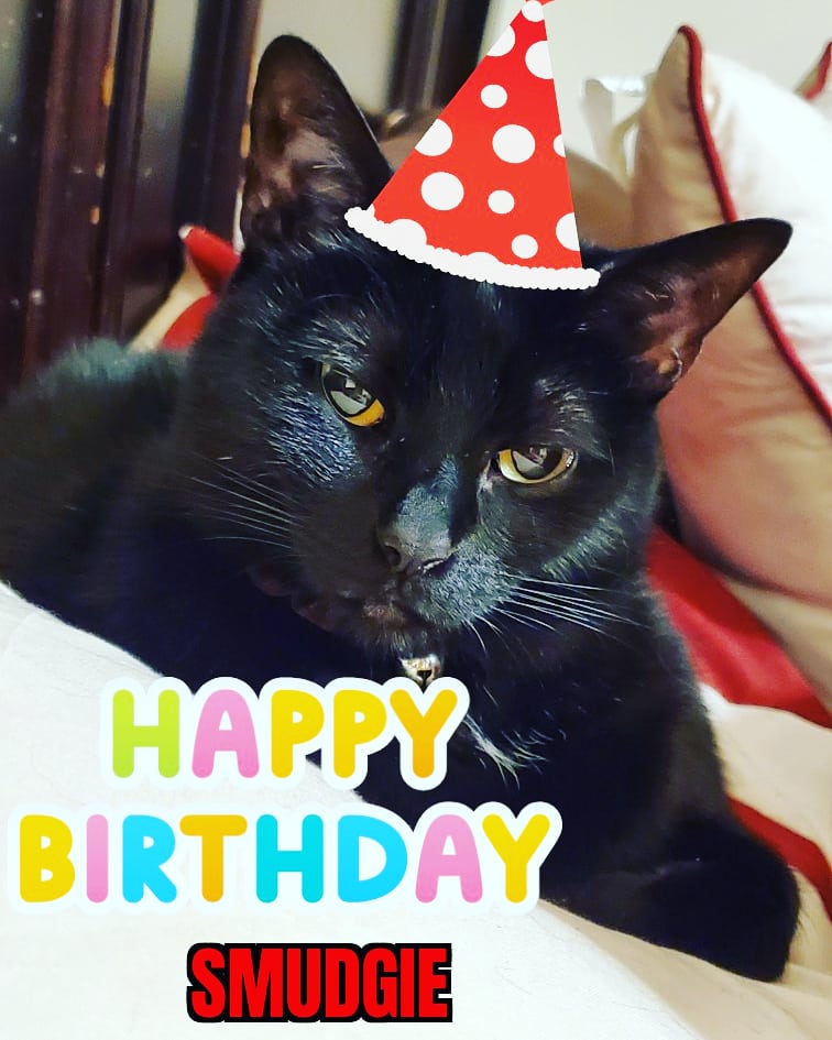 LIVE MEEEOW CELEBRATION MAY 29, 2021 3 P.M. EST – Hillbilly House Panthers